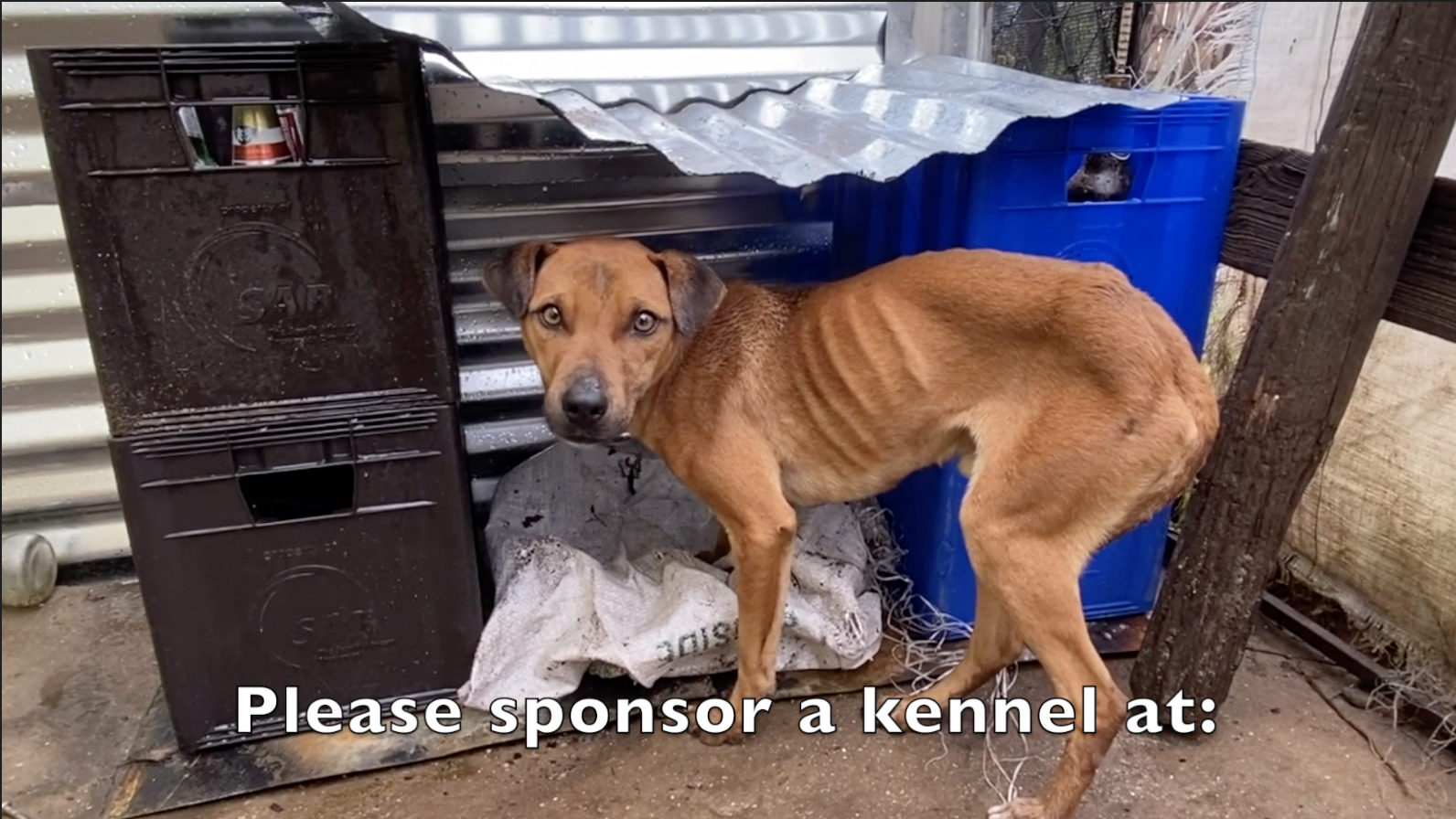 Help Township Dogs Survive Winter! - Sidewalk Specials