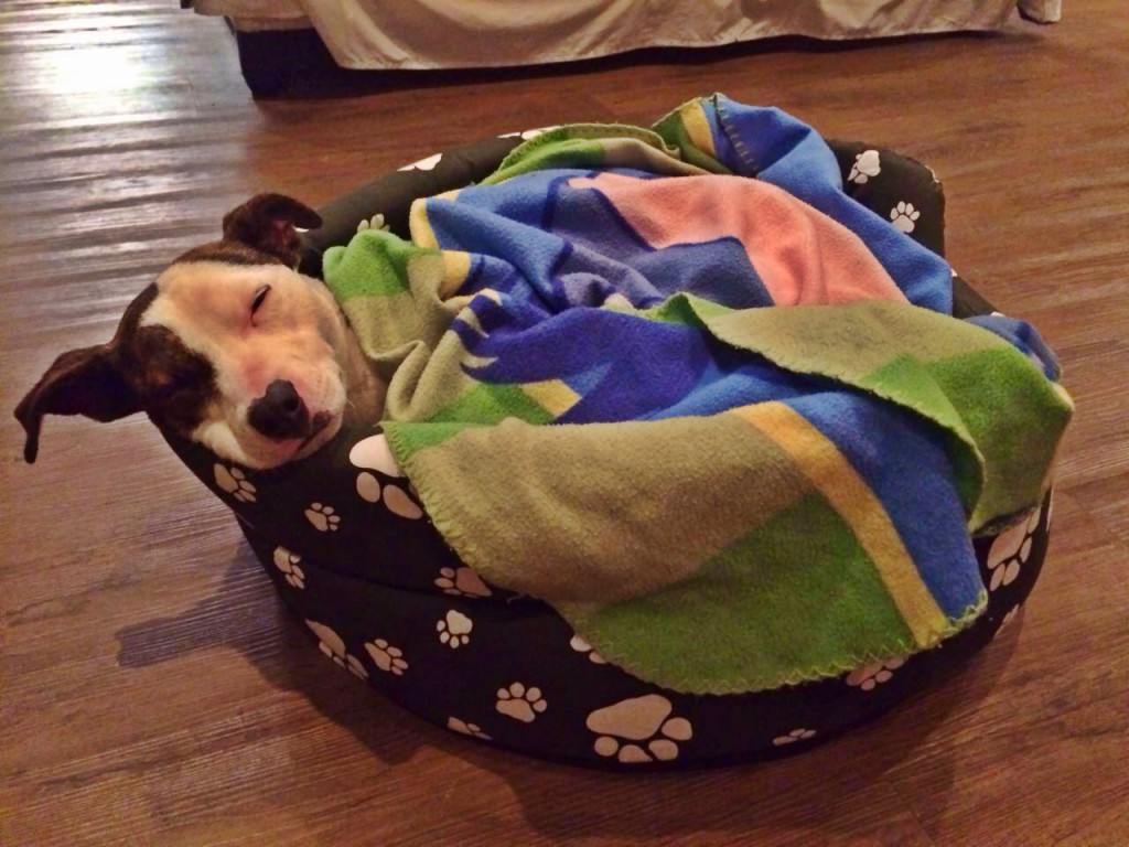Scout- the Pit bull no one wanted- Adopted! - Sidewalk Specials