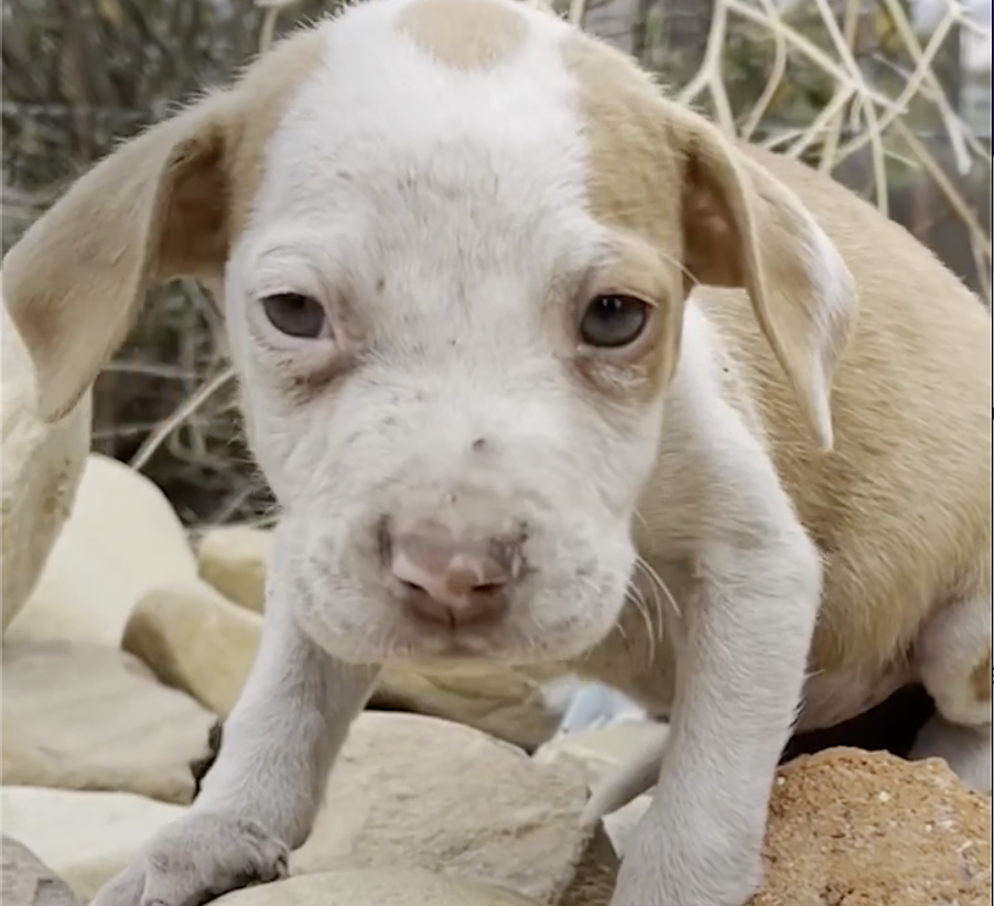 Scared Puppy Living His Best Life! - Sidewalk Specials