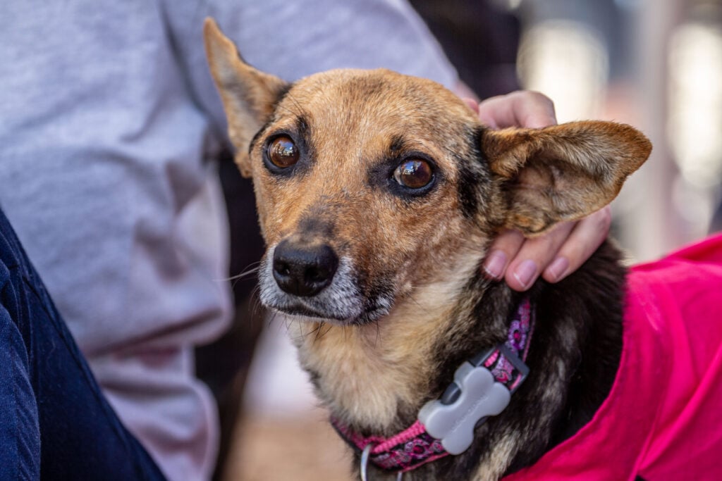 Old Dog Dumped Twice- Can You Help Her?