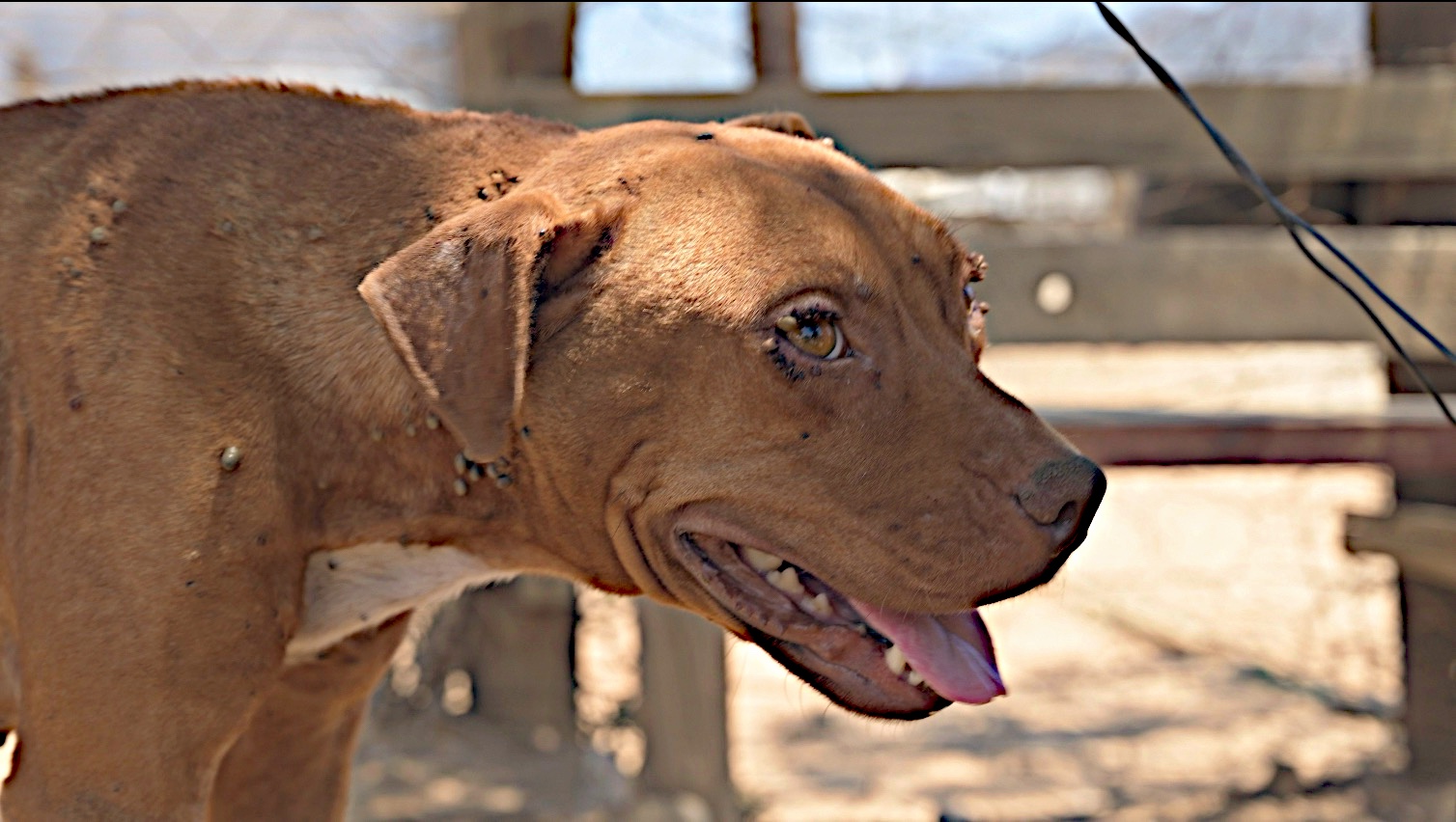Please Sponsor a Township Dog's Clinic Visit!