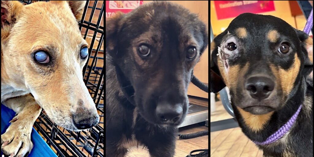 Three Township Dogs Need Our Help!