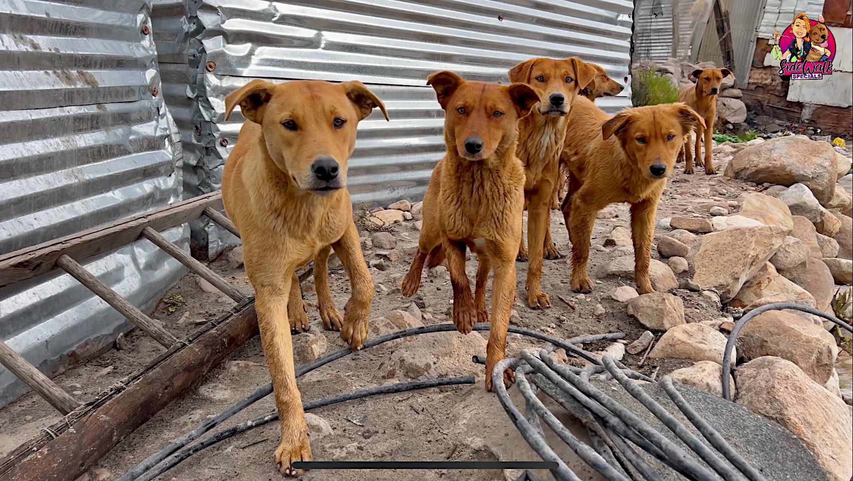 Mandela Day Kennel Drive! - Sidewalk Specials