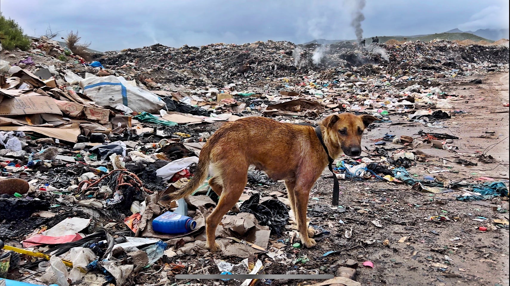 Dog Abandoned On Dump Needs a Home! - Sidewalk Specials