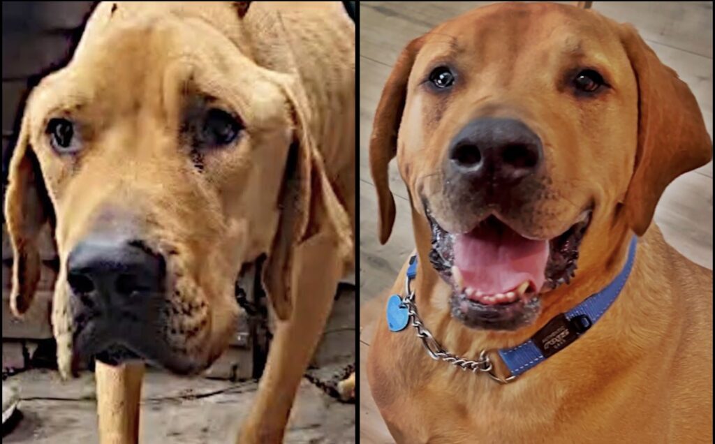 Emaciated Dog Unrecognisable Now! - Sidewalk Specials