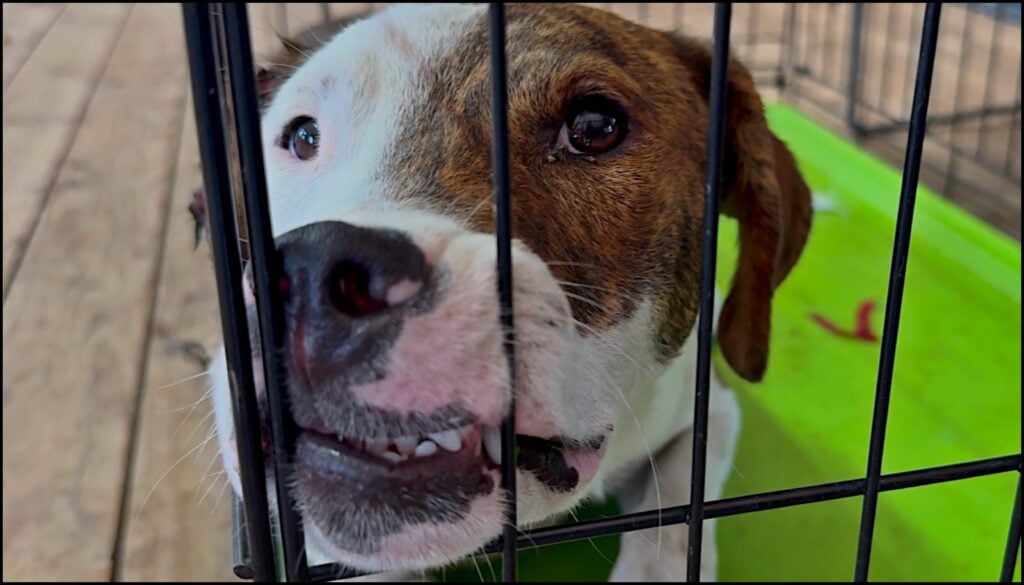 Township Dog Needs Ear Amputation: SOS! - Sidewalk Specials