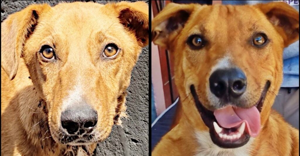 Injured Township Dog Can't Stop Smiling Now! - Sidewalk Specials