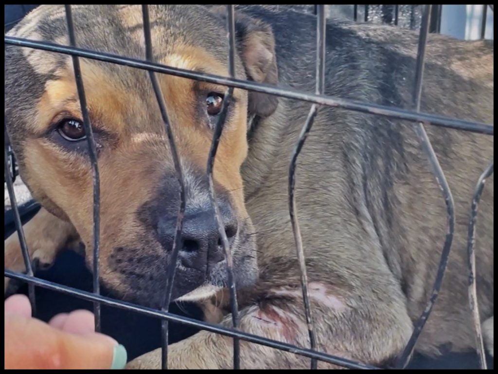 Loved Township Dog Attacked - Please Help! - Sidewalk Specials