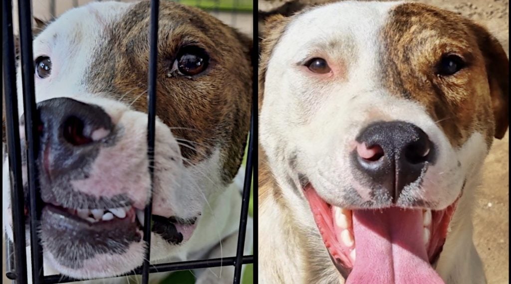 Township Dog Saved By Your Kindness! - Sidewalk Specials