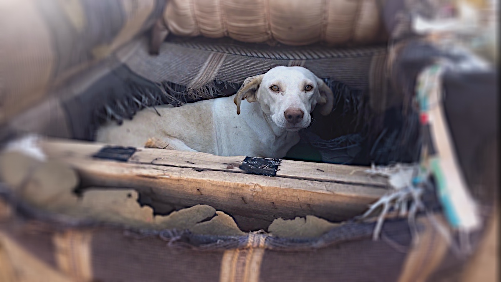 Paralysed Dog Needs Our Help! - Sidewalk Specials
