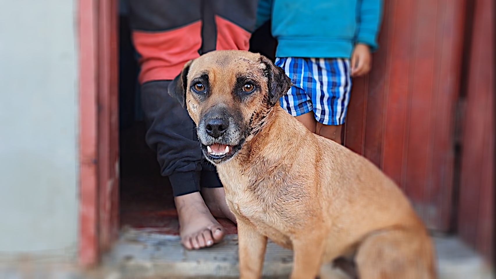 Dog With Dislocated Jaw: SOS! - Sidewalk Specials