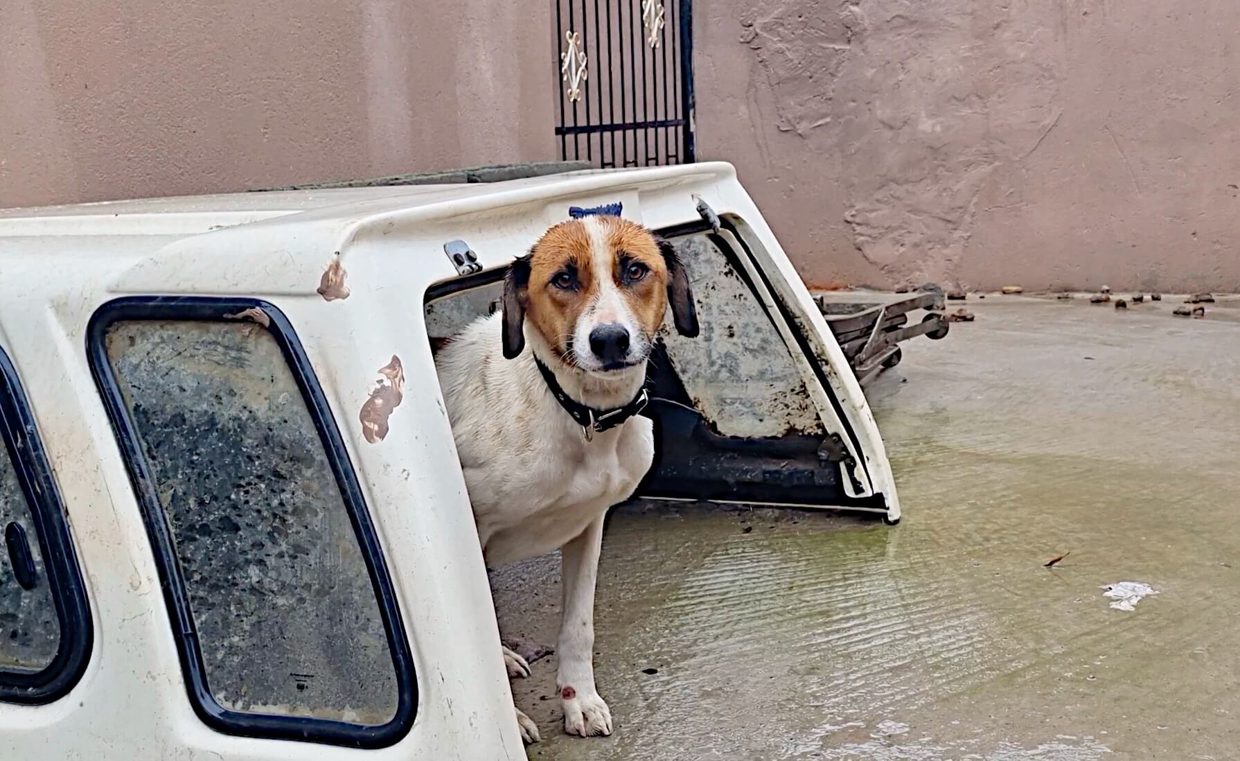 Can You Sponsor a Township Dog's Kennel This Winter? - Sidewalk Specials