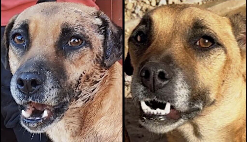 Watch Township Dog Happily Reunite With Her Family! - Sidewalk Specials