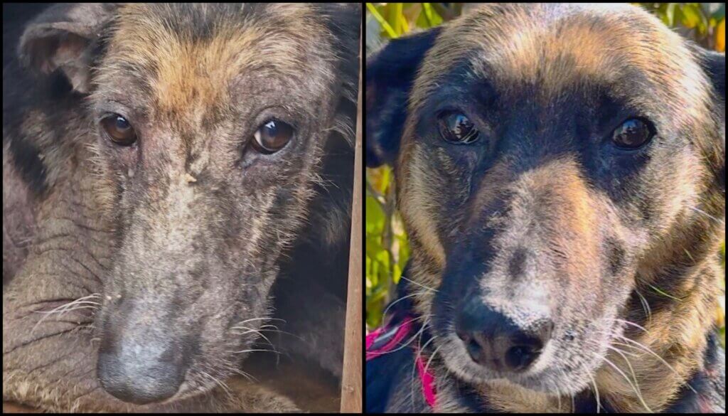 Epic Transformation of Mangy Dog! - Sidewalk Specials