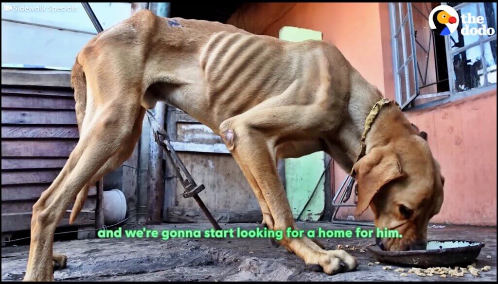 Starved Dog Remains Gentle Despite All Odds - Sidewalk Specials